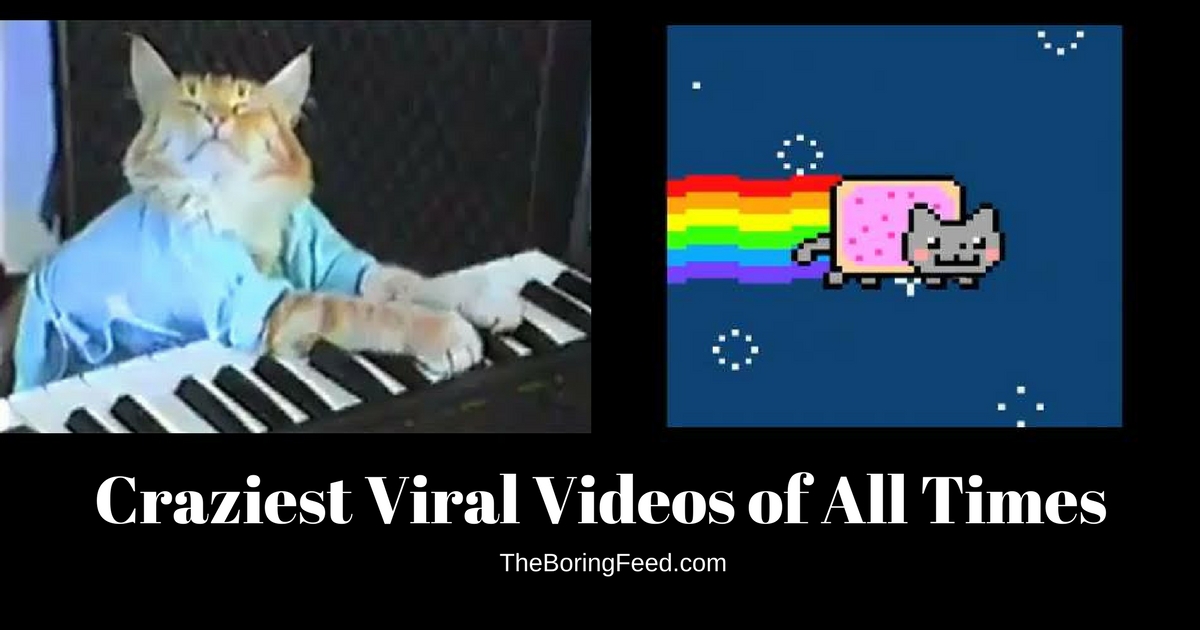 Craziest Viral Videos of All Times